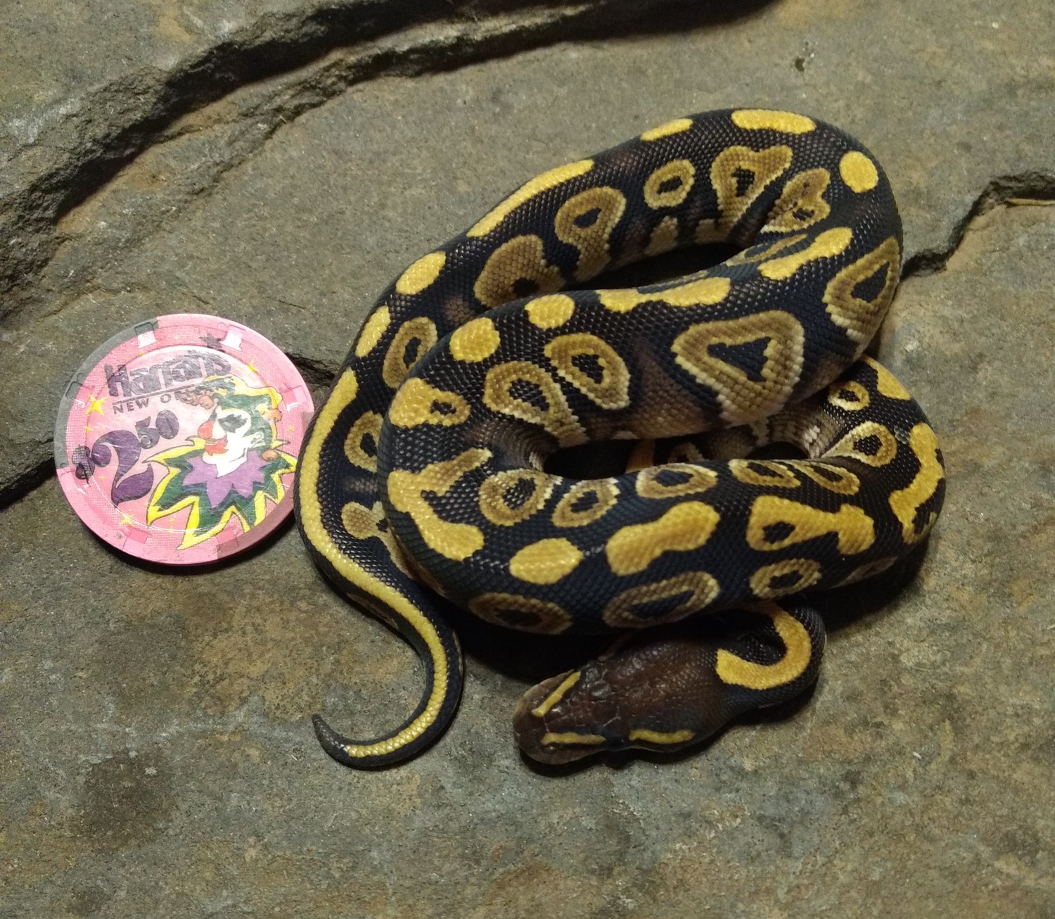 Mystic Ball Python by Moore Expressions Reptiles - MorphMarket