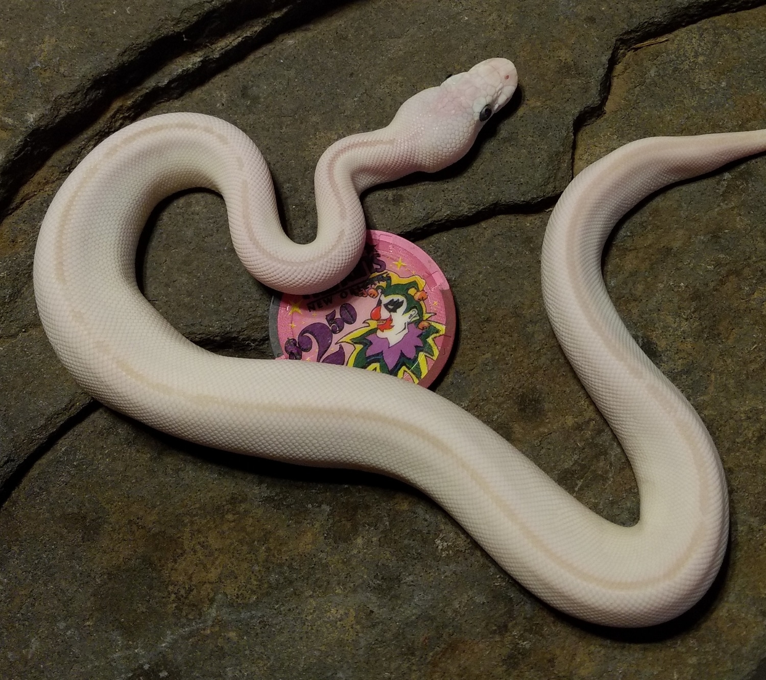 Mystic / Lesser BEL Ball Python by Moore Expressions Reptiles - MorphMarket