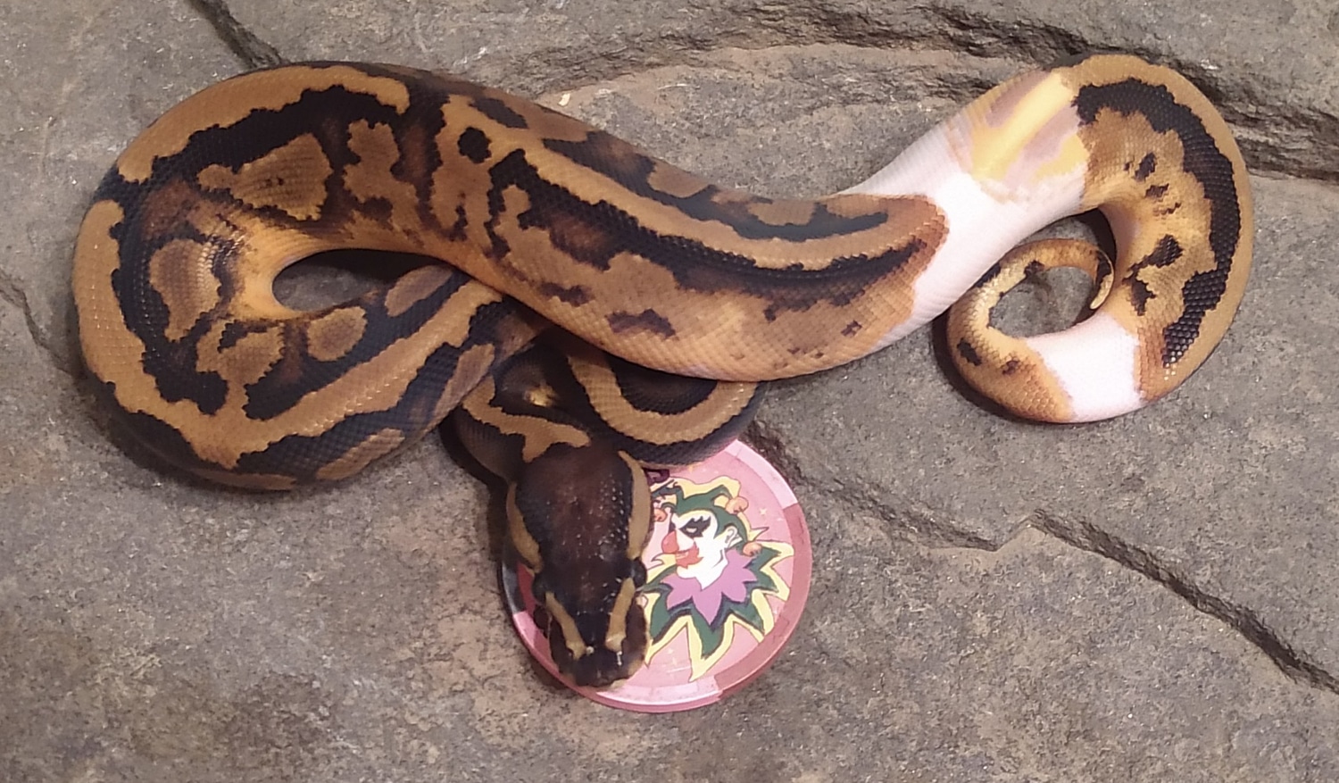 Banana Pied Paradox Ball Python by Moore Expressions Reptiles - MorphMarket