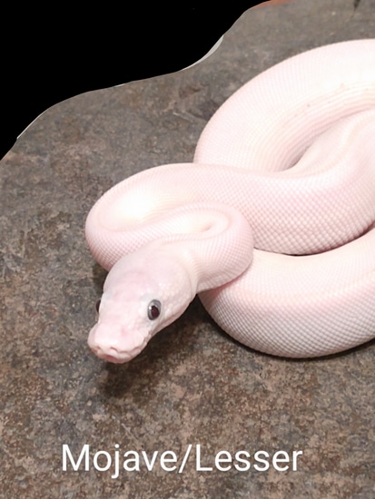 Mojave Lesser (BEL) Ball Python by Moore Expressions Reptiles