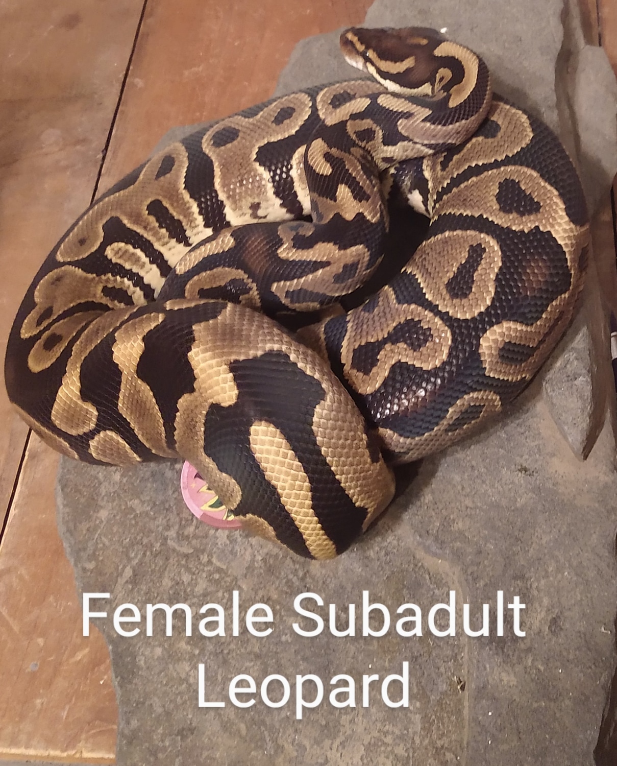 Leopard Ball Python by Moore Expressions Reptiles - MorphMarket