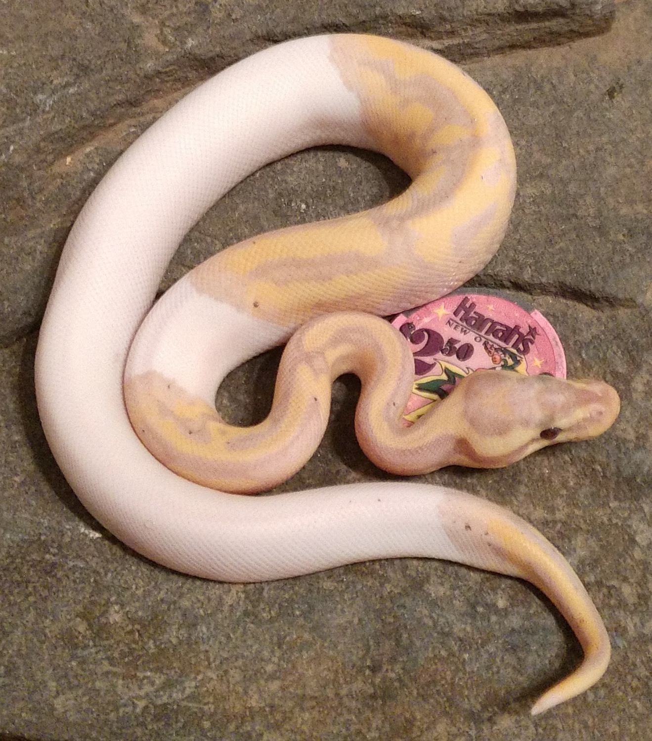 Banana Pied Ball Python by Moore Expressions Reptiles - MorphMarket