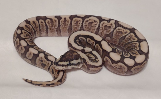 GHI Mojave Spider 50% Pos. Het Hypo Ball Python by Moore Expressions ...