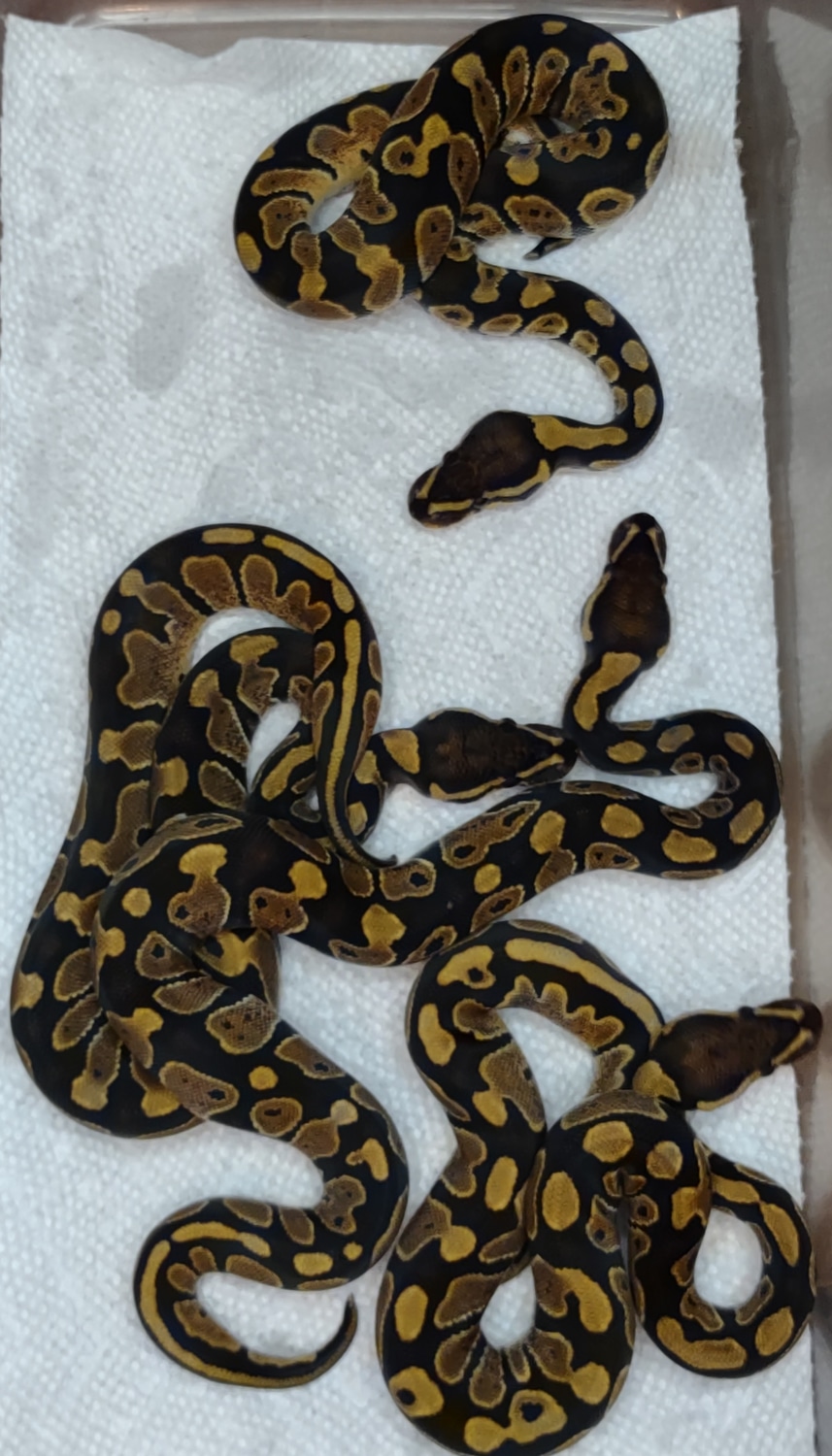 Normal Ball Python by Moore Expressions Reptiles - MorphMarket