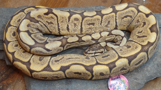 Breeder GHI Spider Het Hypo Ball Python by Moore Expressions Reptiles