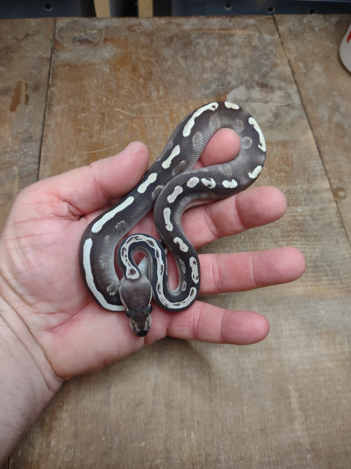 GHI Mojave 50% Pos. Het Hypo Ball Python by Moore Expressions Reptiles ...