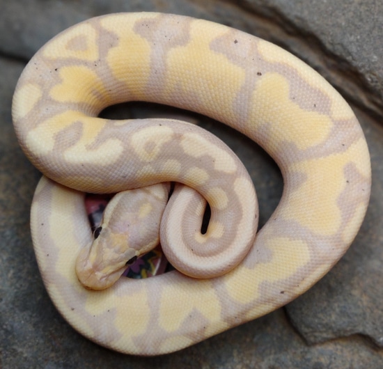 Banana YB Fire, Het Pied Ball Python by Moore Expressions Reptiles