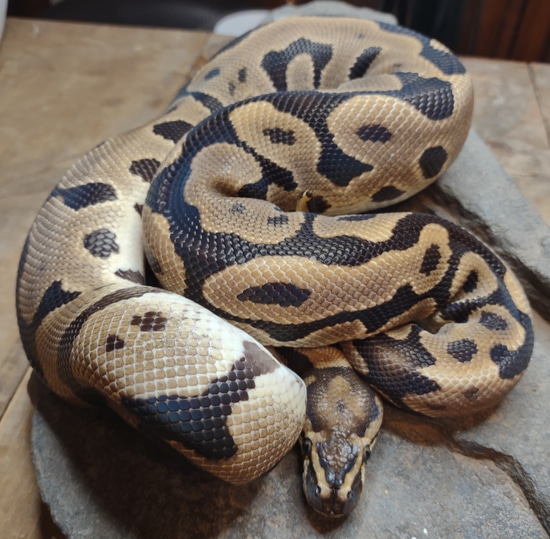 Leopard Blade 100% Het. Clown Ball Python by Moore Expressions Reptiles