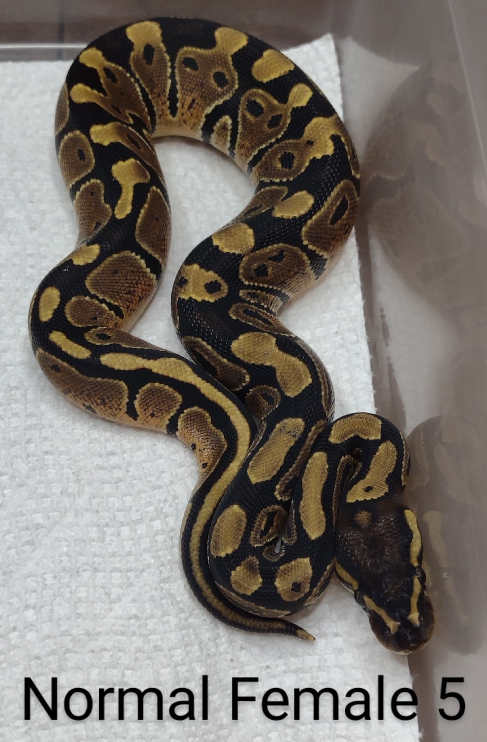 Normal Ball Python by Moore Expressions Reptiles - MorphMarket