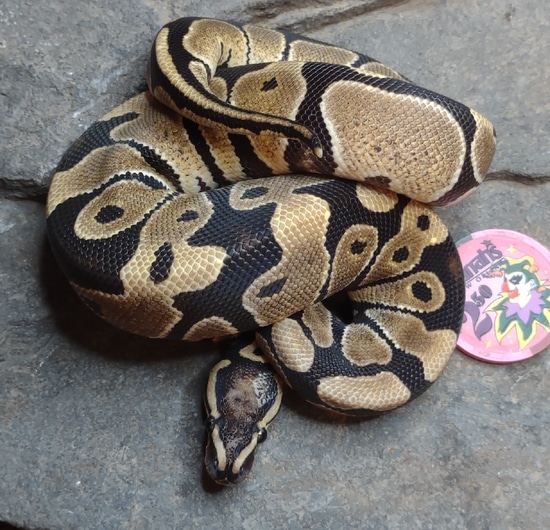 Scaleless Head Ball Python by Moore Expressions Reptiles