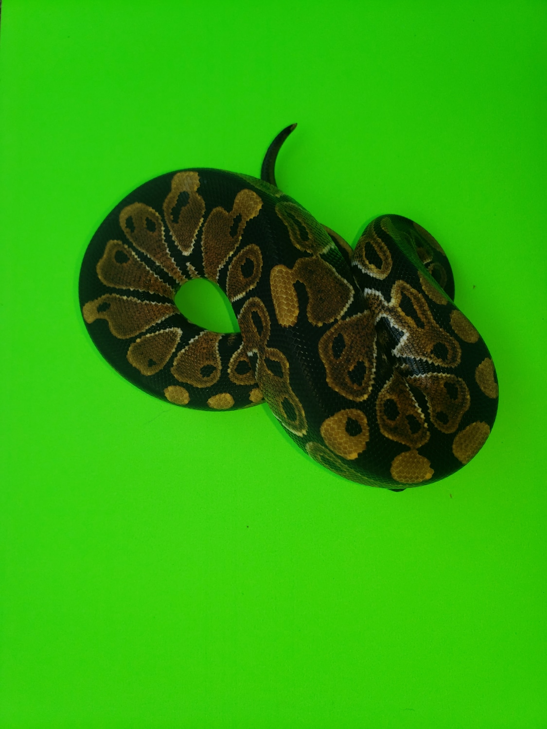 Normal Ball Python by TnT Balls - MorphMarket