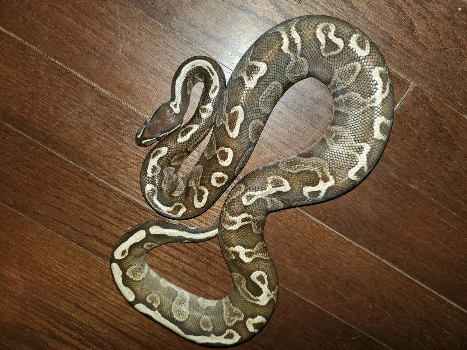 Ghi Lesser Ball Python by TnT Balls - MorphMarket