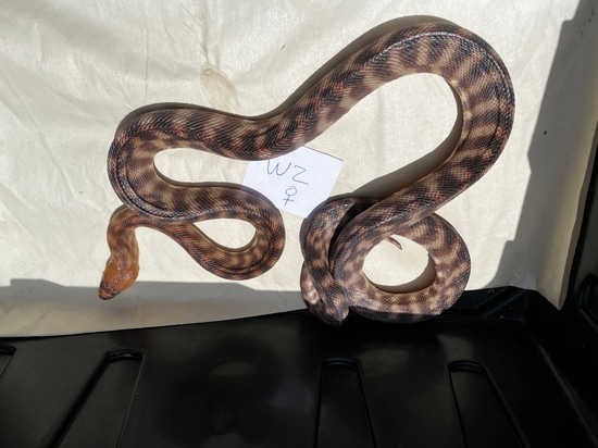 Proven Breeder Female Woma Python by Todd Trowbridge