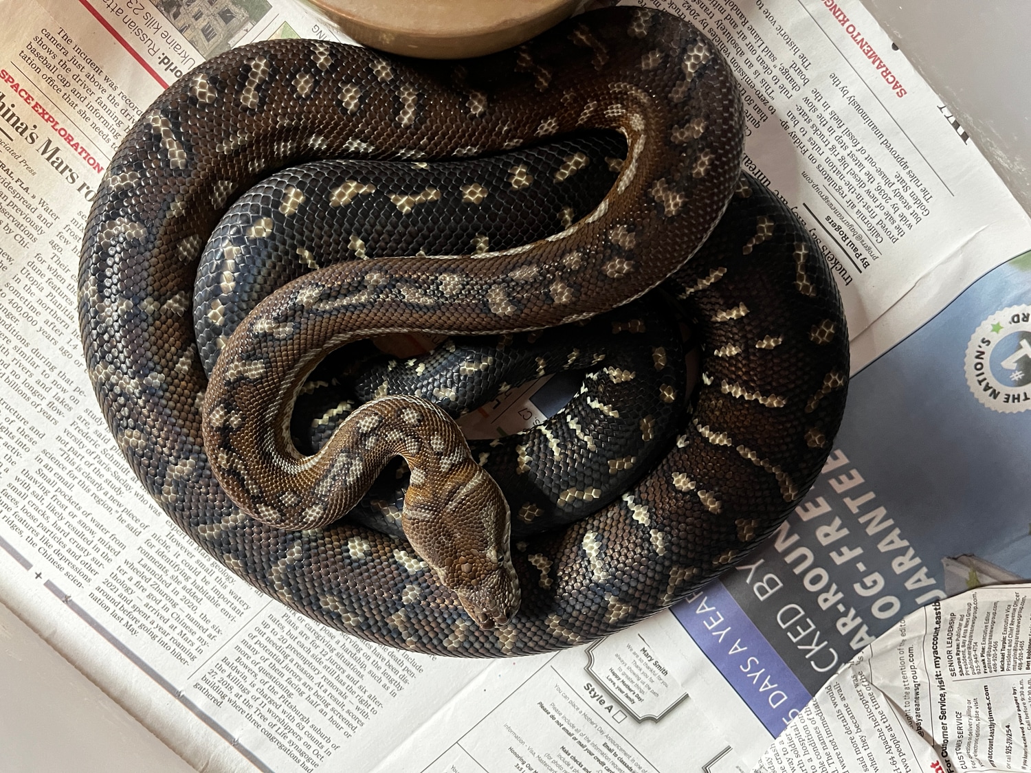 2019 Subadult Female Centralian Carpet Python by Todd Trowbridge ...