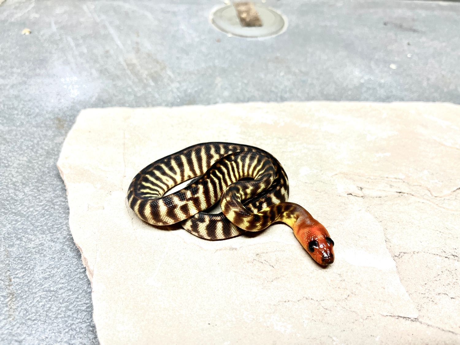 CB 2023 Price Line Woma Python by Todd Trowbridge - MorphMarket