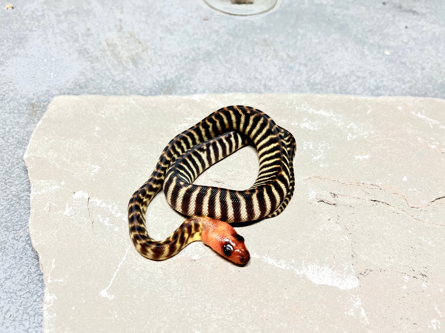 CB 2023 Price Line Woma Woma Python by Todd Trowbridge - MorphMarket