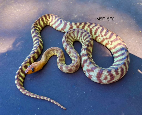 Woma Woma Python by Todd Trowbridge