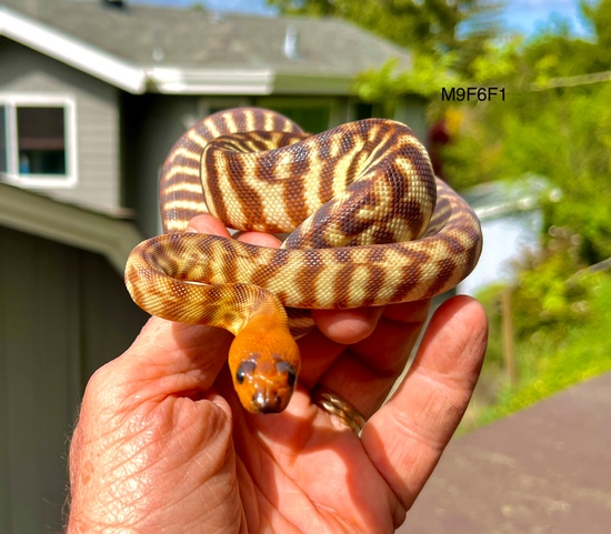 2024 Woma - Yearling Female Woma Python by Todd Trowbridge