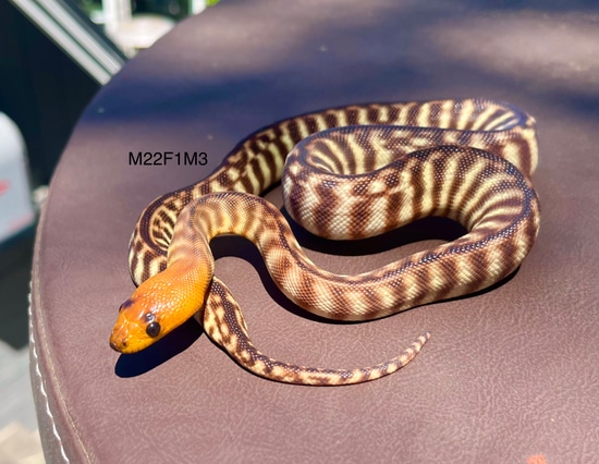 Woma Woma Python by Todd Trowbridge