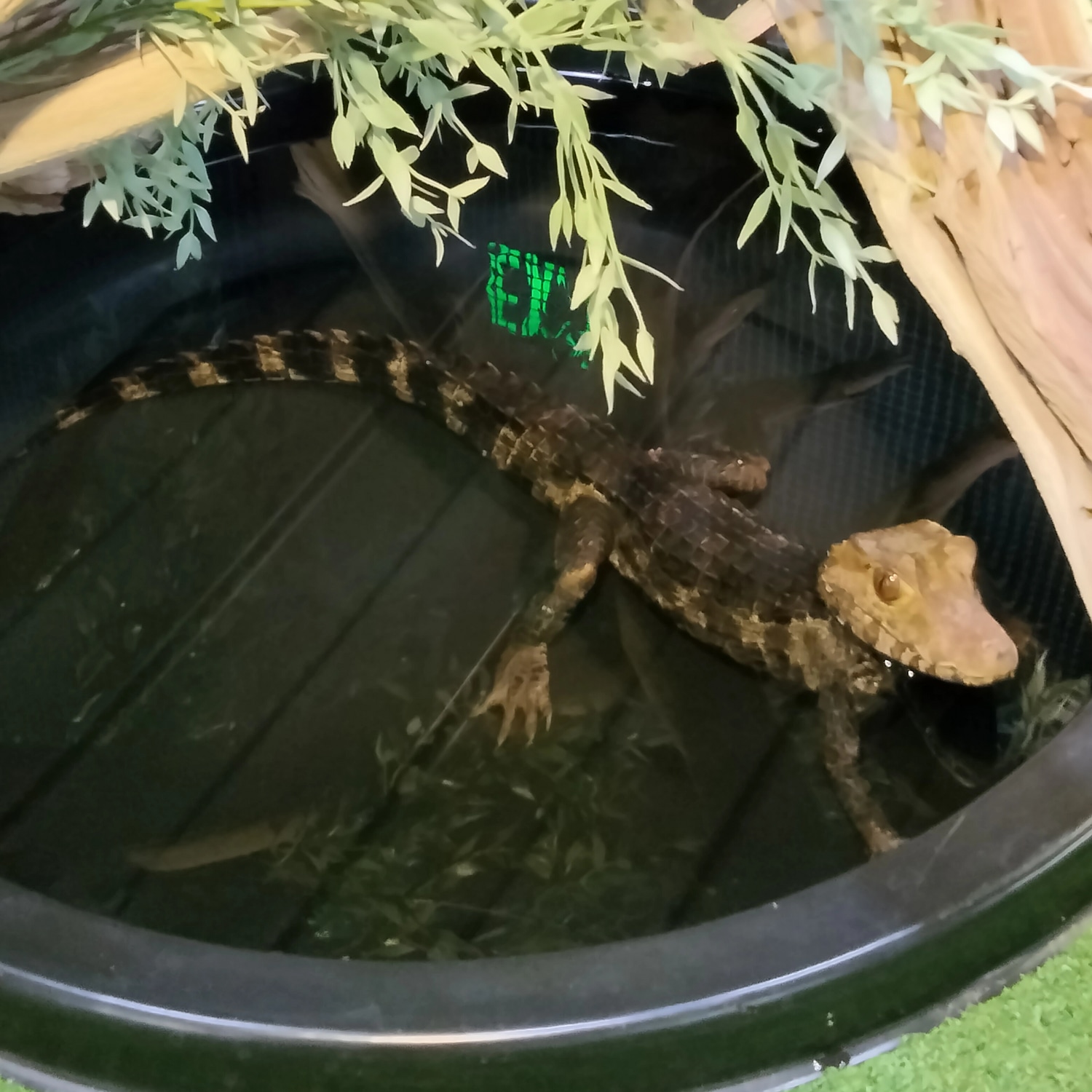 24" Cuvier's Dwarf Caiman by Reptiroom, LLC - MorphMarket