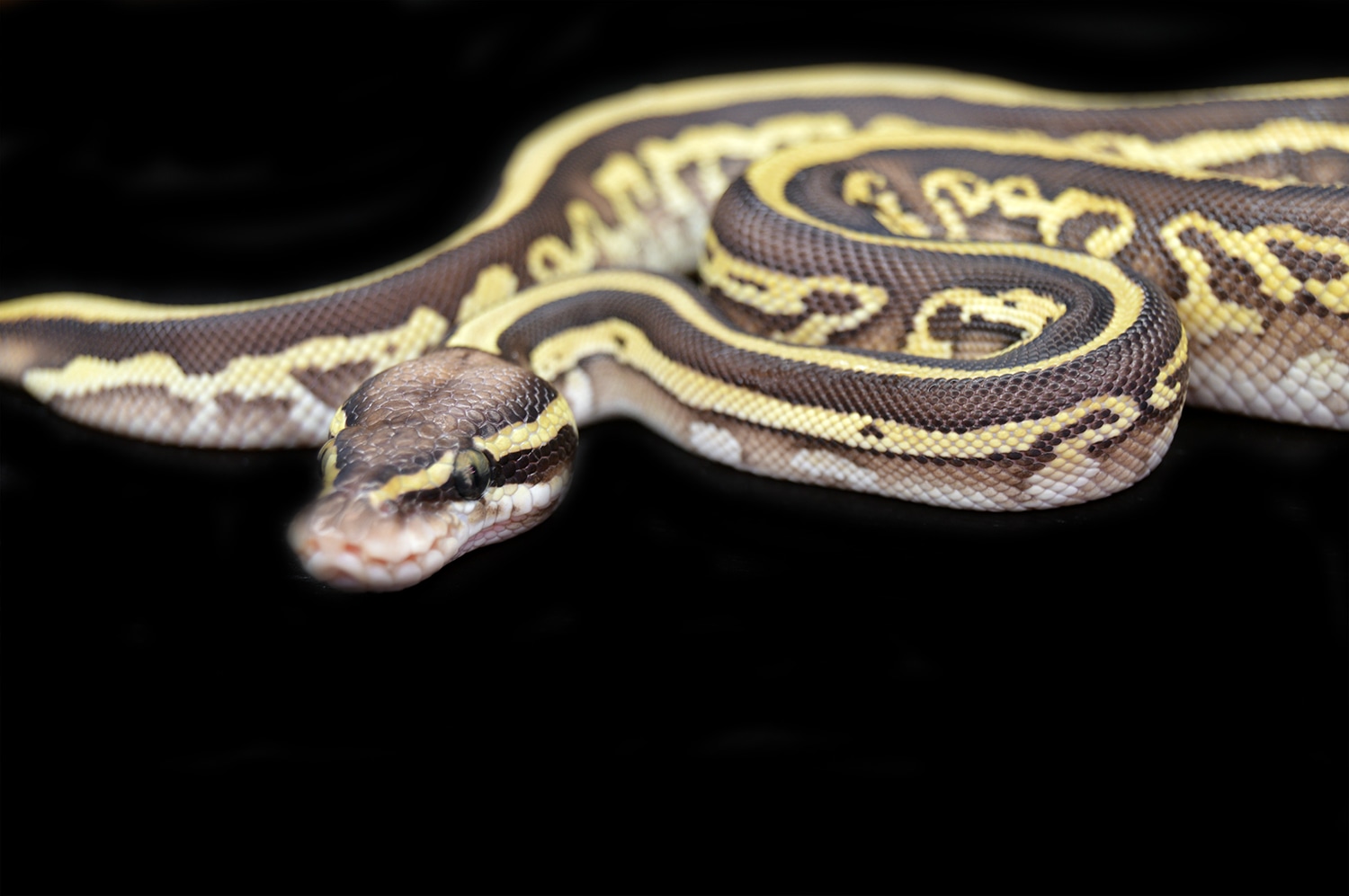 Pastel Lesser Leopard Ball Python by MRoyals - MorphMarket