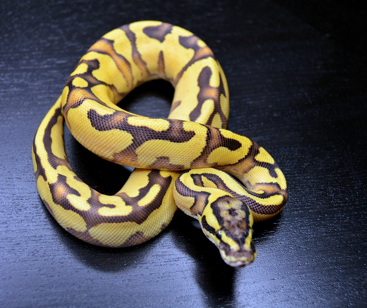 Firefly Enchi Yellow Belly Het Piebald Ball Python by MRoyals - MorphMarket