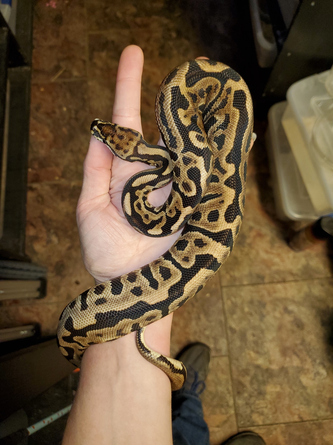 Leopard Spotnose Pastel Ball Python by Tokay Kita's Spotted Scales ...