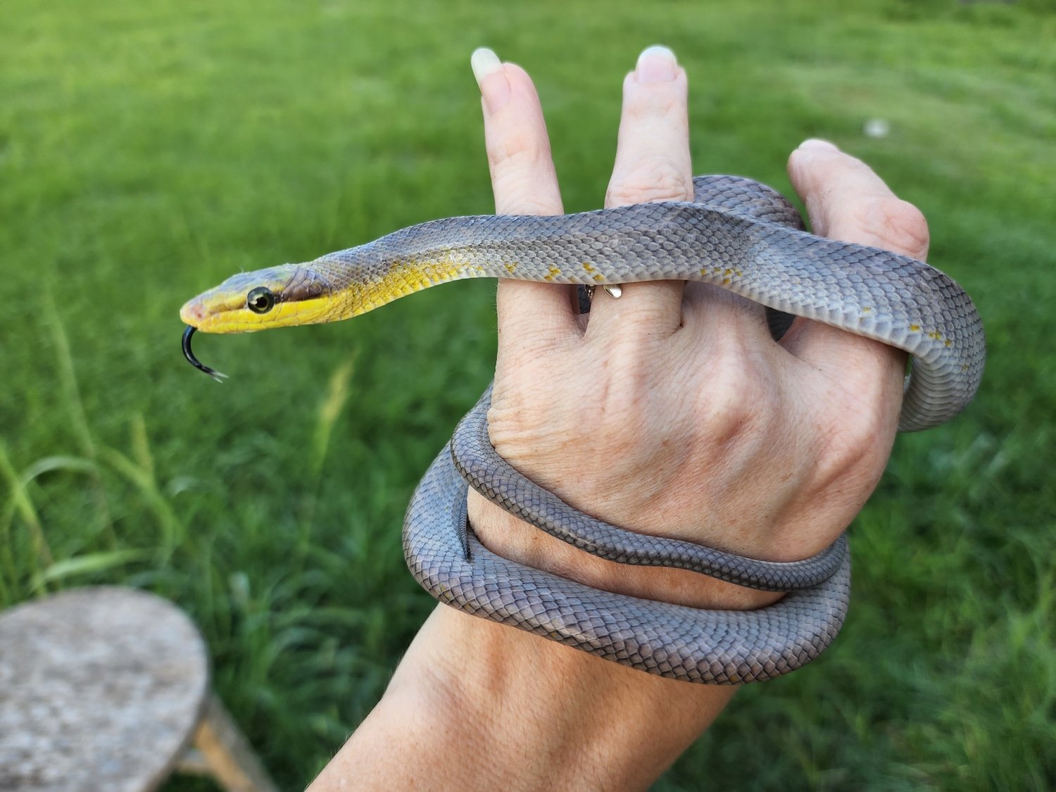 Wadjet Red-tailed Green Rat Snake by Tokay Kita's Spotted Scales ...
