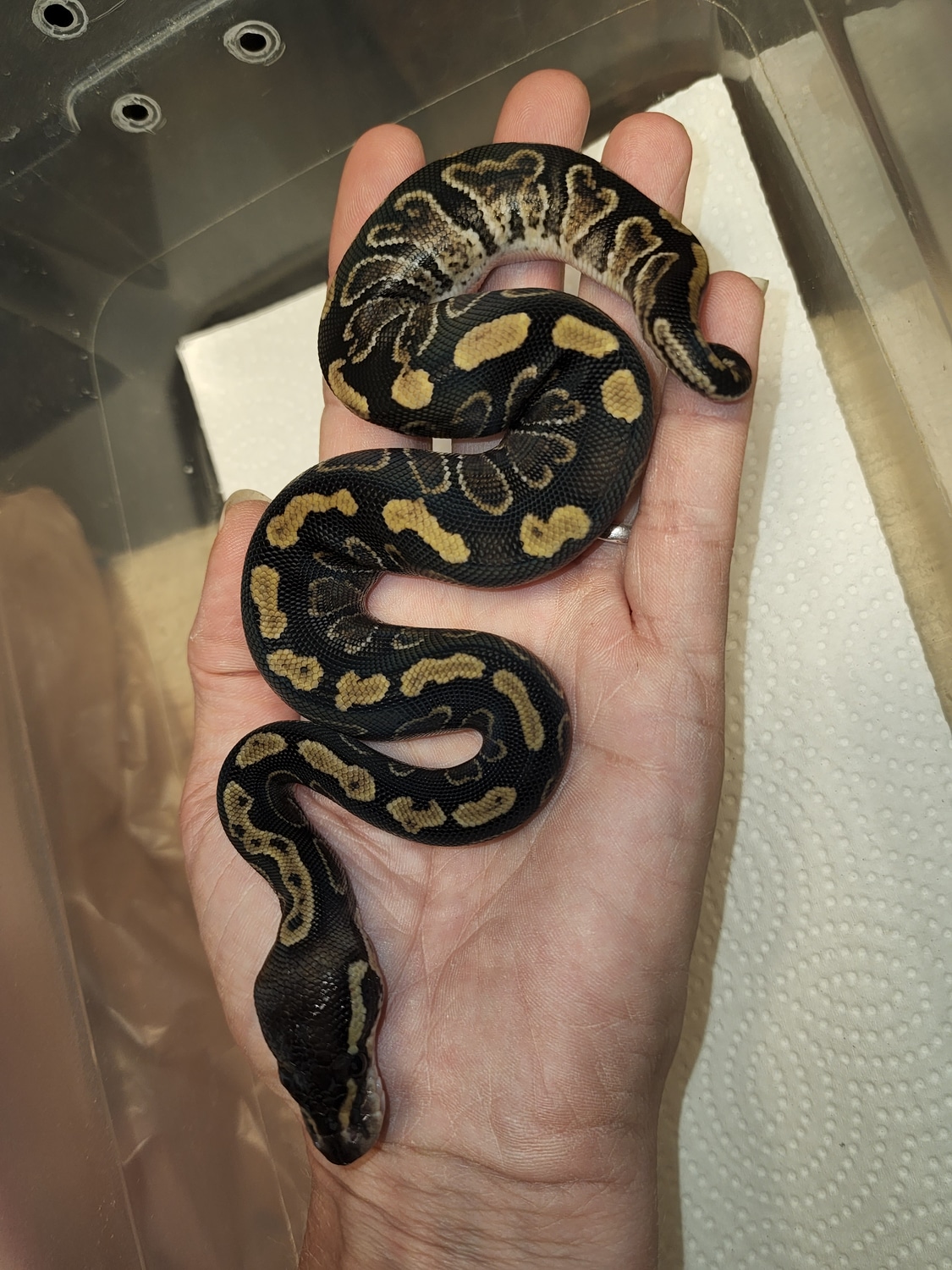 Dove Ball Python by Tokay Kita's Spotted Scales - MorphMarket