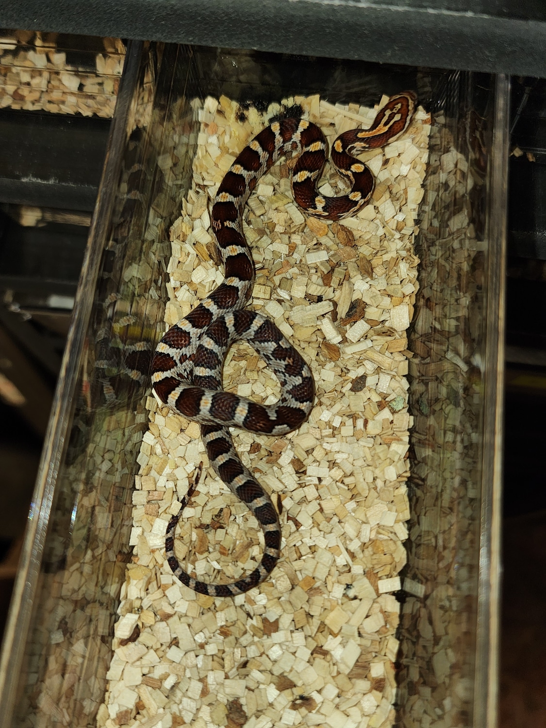 Miami Corn Snake by Tokay Kita's Spotted Scales - MorphMarket