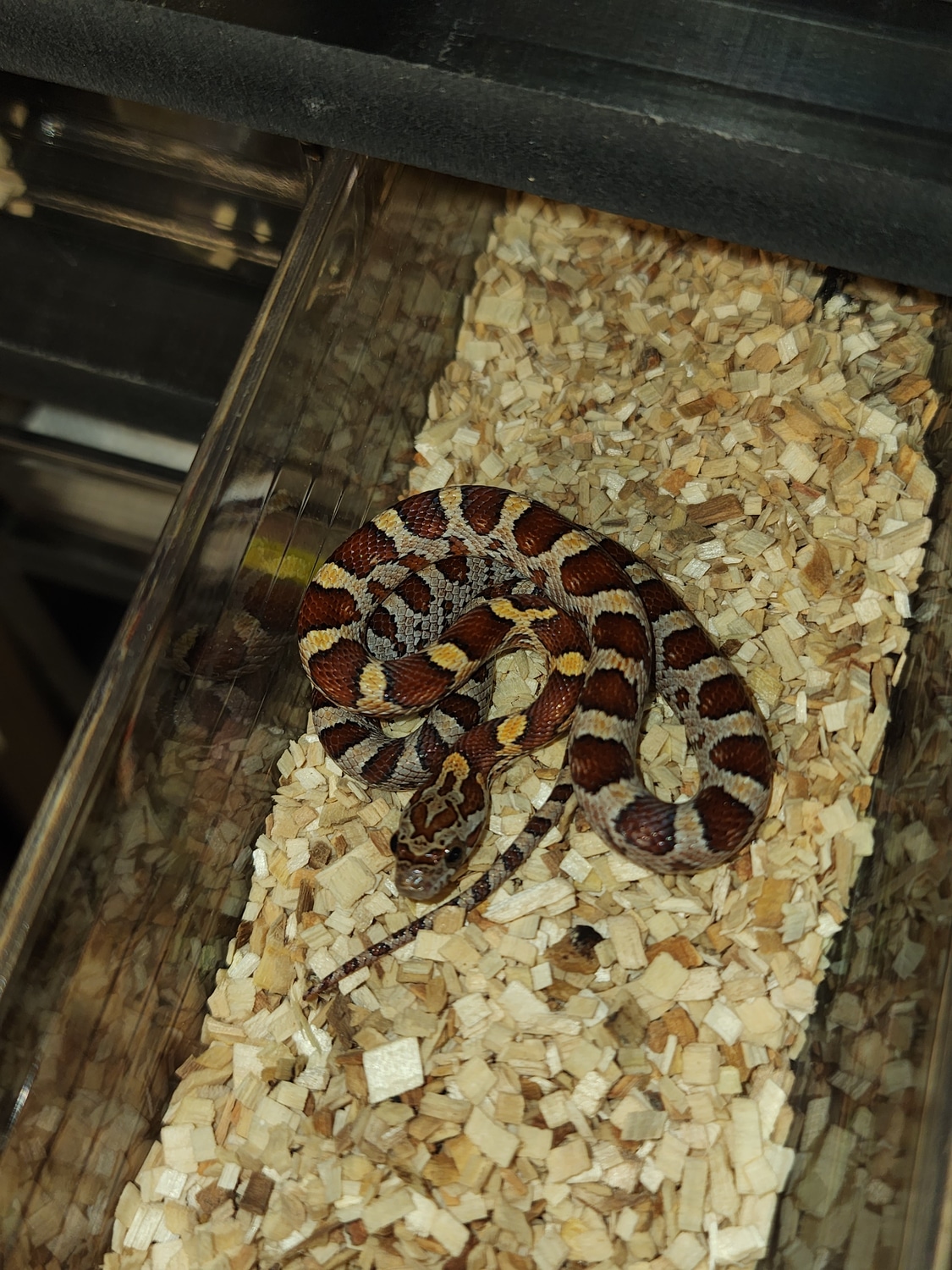 Miami Corn Snake by Tokay Kita's Spotted Scales - MorphMarket