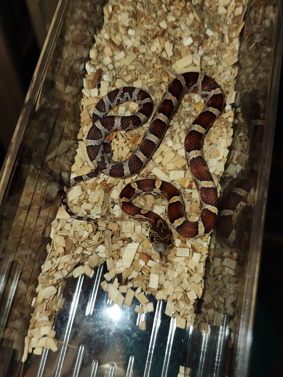 Miami Corn Snake by Tokay Kita's Spotted Scales - MorphMarket