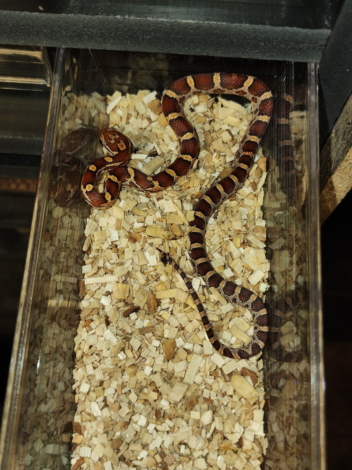 Miami Corn Snake by Tokay Kita's Spotted Scales - MorphMarket