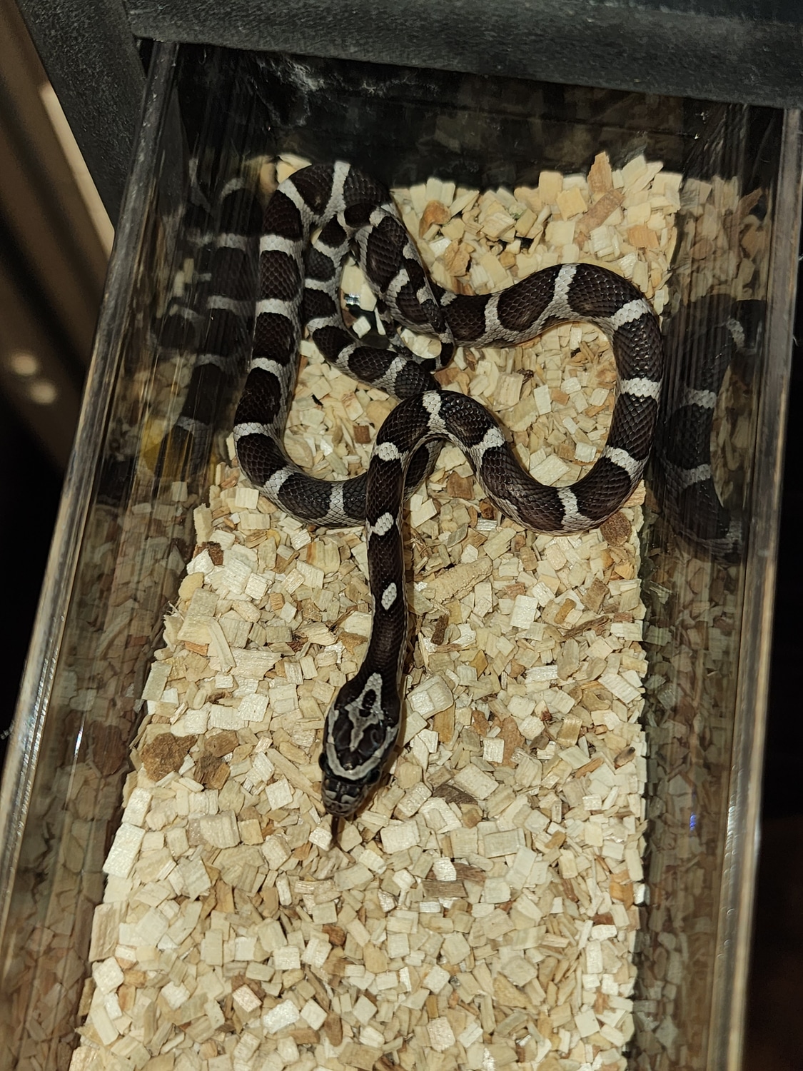 Anerythristic Het Scaleless Corn Snake by Tokay Kita's Spotted Scales ...