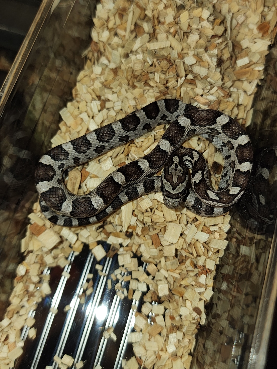 Anerythristic Het Scaleless Corn Snake by Tokay Kita's Spotted Scales ...