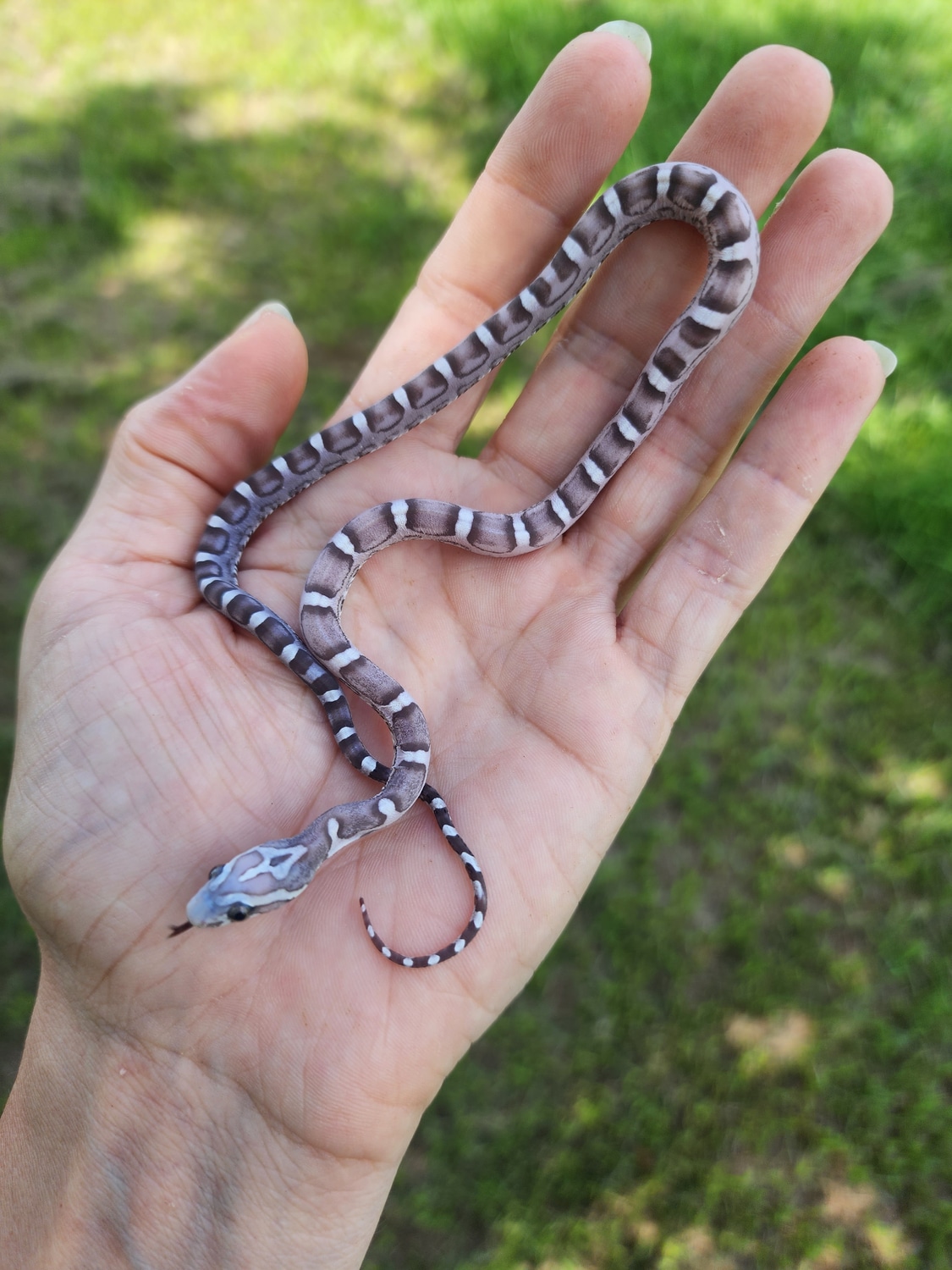 *Special* Anerythristic Scaleless Corn Snake by Tokay Kita's Spotted ...