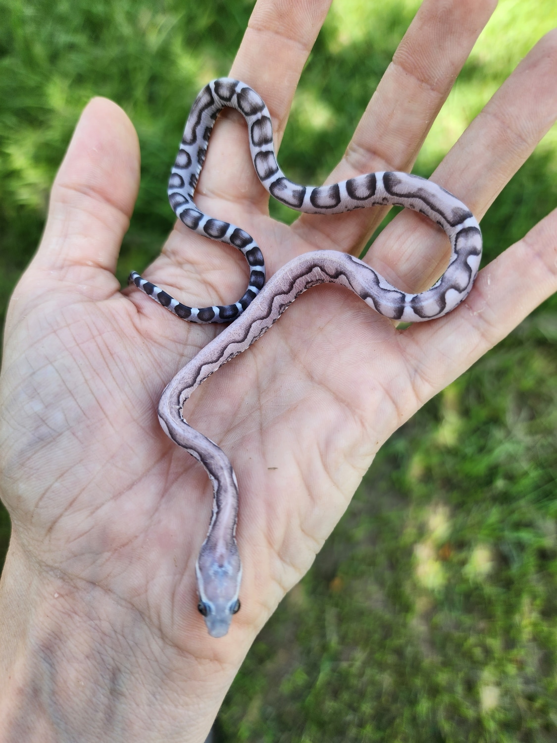 Anerythristic Scaleless Corn Snake by Tokay Kita's Spotted Scales ...