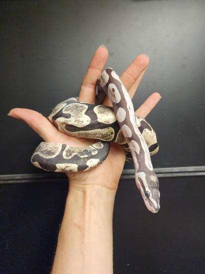 Super Scaleless Head Ball Python by Tokay Kita's Spotted Scales