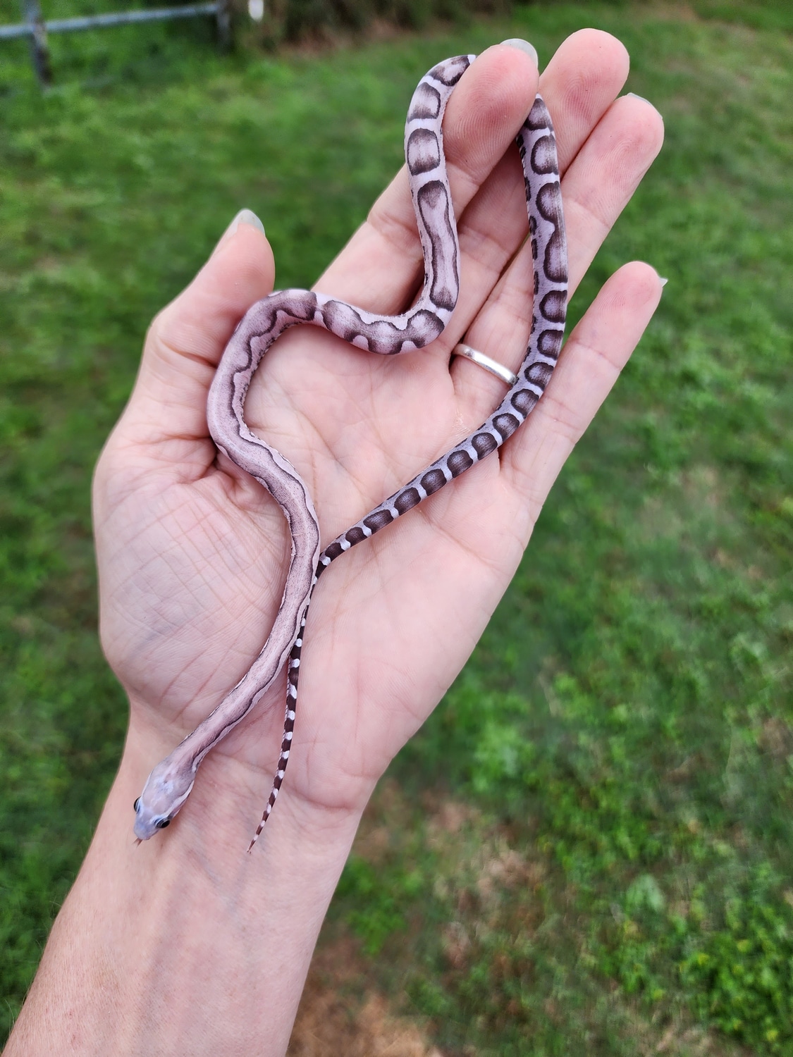 Anerythristic Scaleless Corn Snake by Tokay Kita's Spotted Scales ...