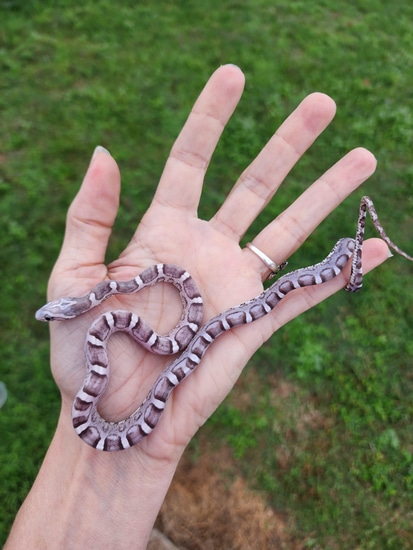 Anerythristic Scaleless Corn Snake by Tokay Kita's Spotted Scales