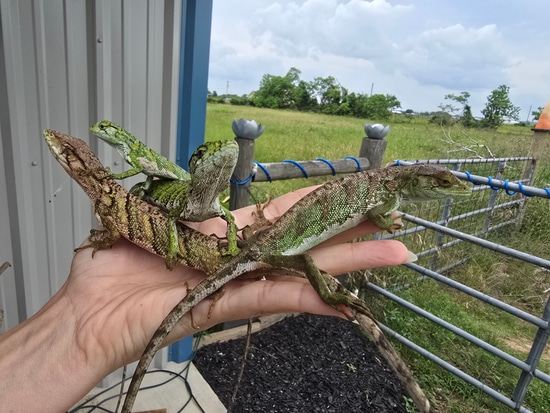 1.3 Monkey Lizards More Lizard by Tokay Kita's Spotted Scales