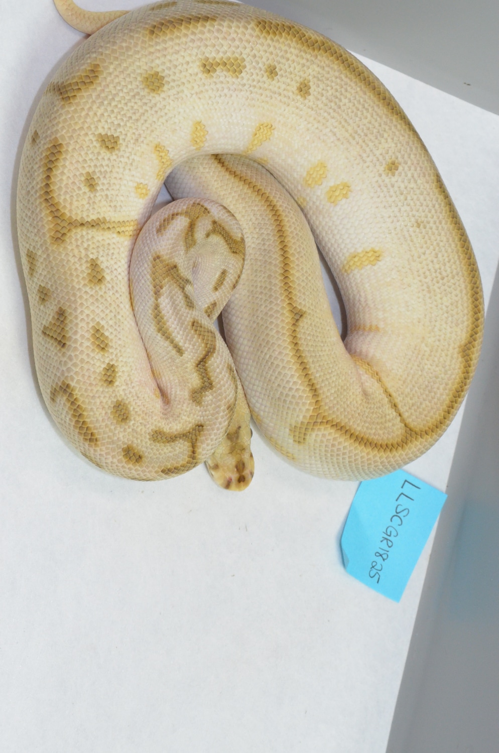 Leopard Lesser Spider Clown Ball Python by Burke Reptiles - MorphMarket