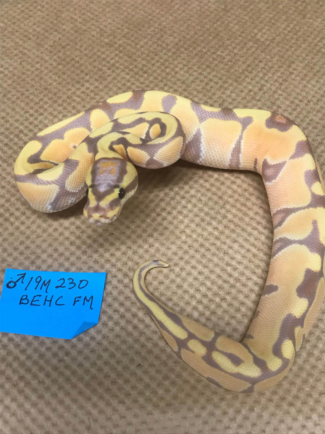 Banana Enchi Het Clown (Female Maker) Ball Python by Burke Reptiles ...
