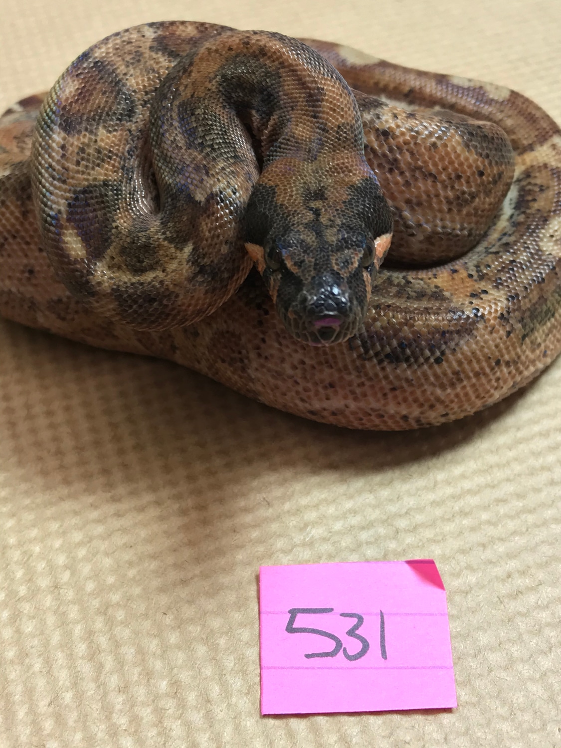 Hypo Leopard Boa Constrictor by Burke Reptiles - MorphMarket