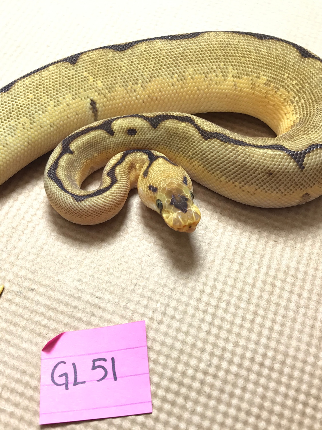 Orange Dream Spider Clown Ball Python by Burke Reptiles - MorphMarket