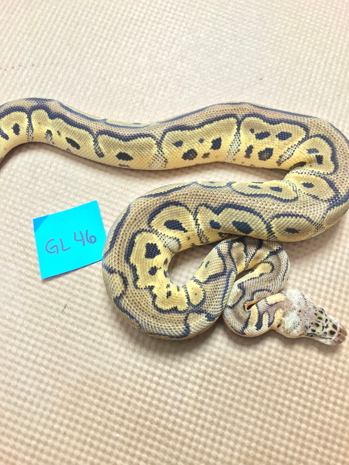 Pastel Clown Ball Python by Burke Reptiles - MorphMarket
