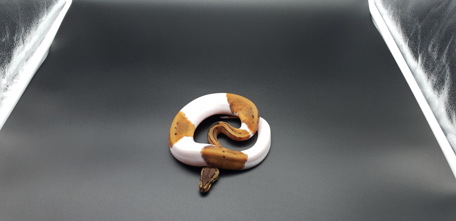 Piebald Pinstripe Ball Python by TM-Balls - MorphMarket