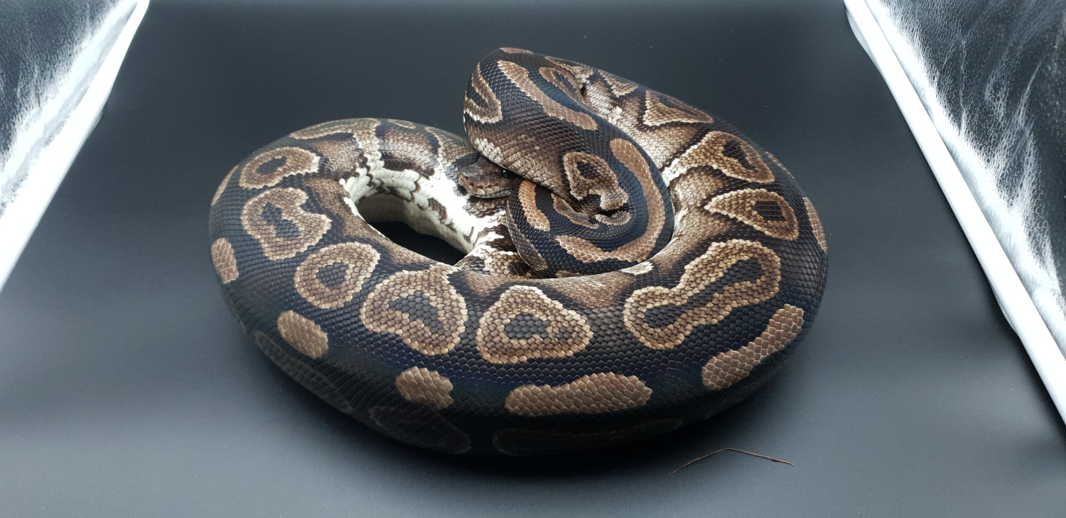 BlackPastel 100% Het Ghost Ball Python by TM-Balls - MorphMarket