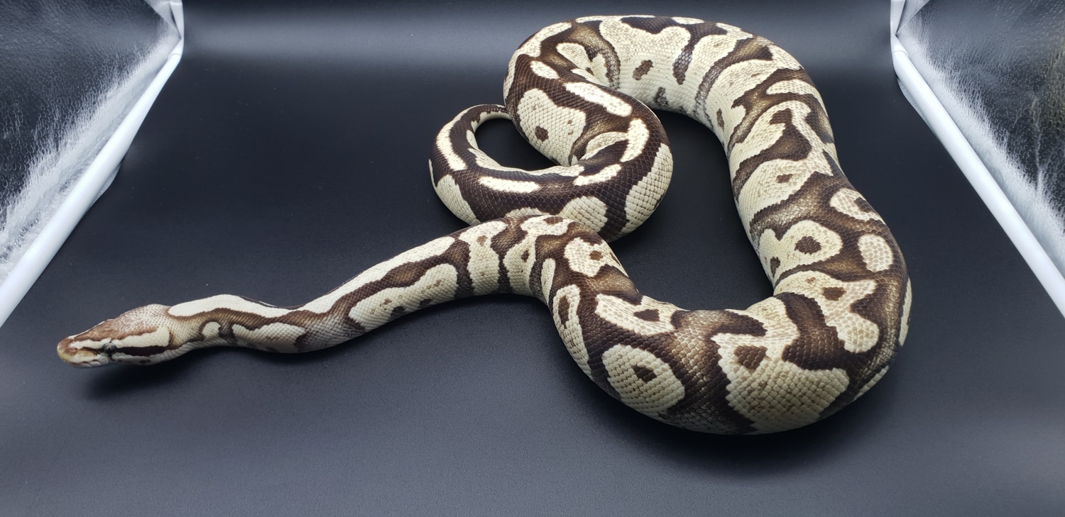 Firefly 100% Het Clown Ball Python by TM-Balls - MorphMarket