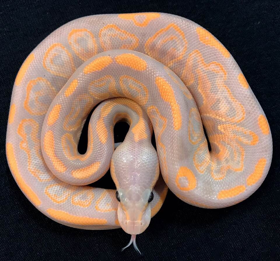 Black Pastel Banana Pos Specter Ball Python by Tom Barnhart - MorphMarket
